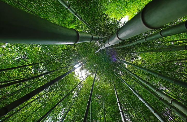 Zapatillas sostenibles:el impacto del bambú reciclado – basq company